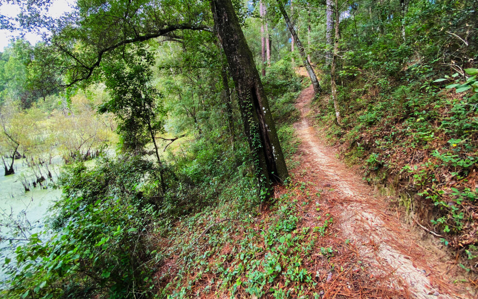 Croom MTB Trails: Florida’s Wildest Singletrack Adventure